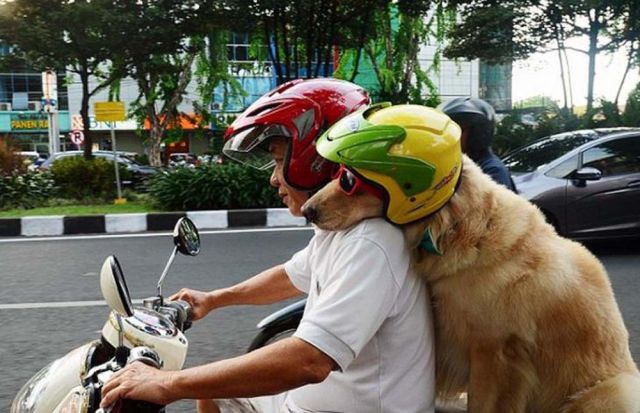 ¡Perros en moto! | Actualidad | LOS40 México