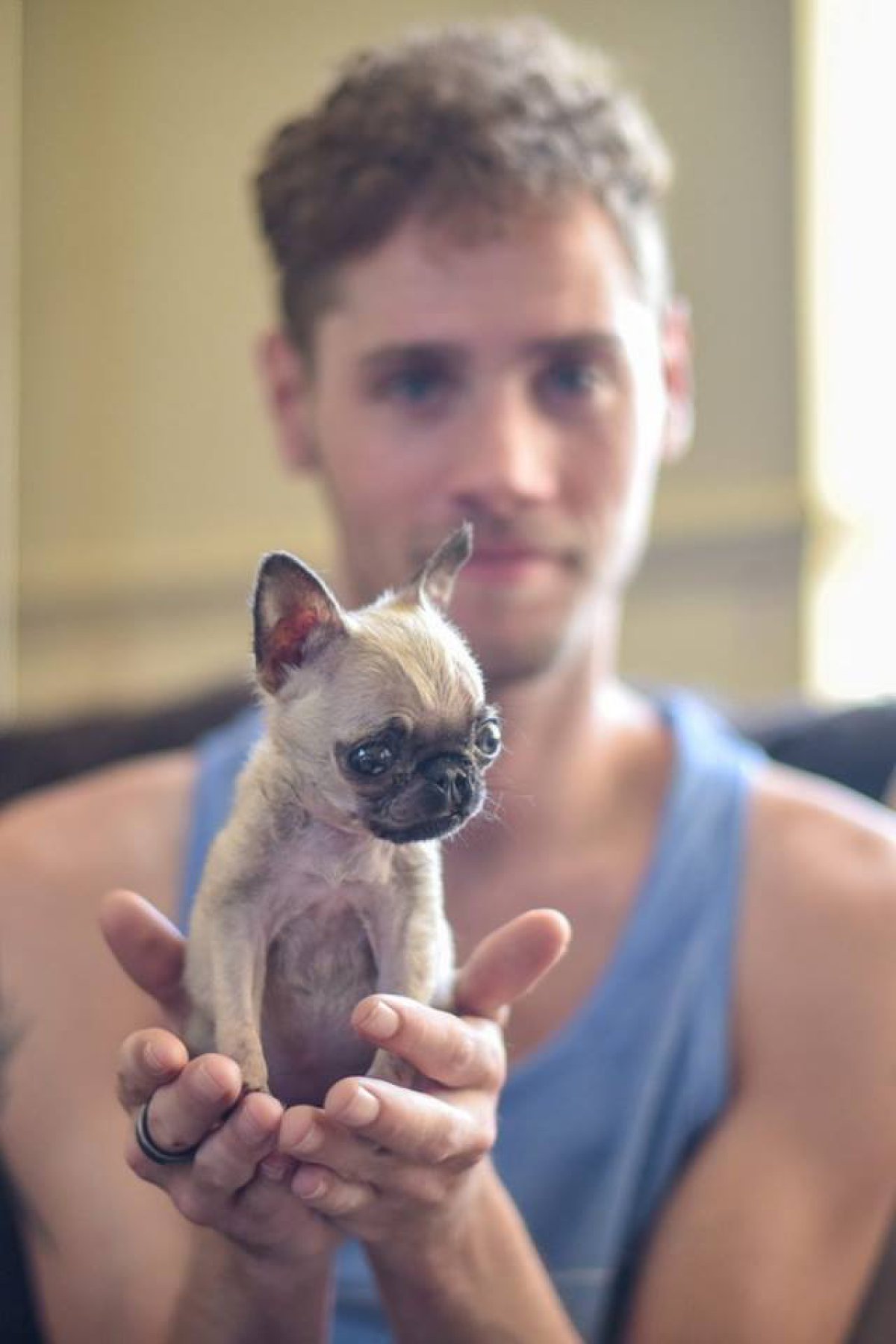 Pip la pug más pequeña | Fotogalería | Radio | LOS40 México