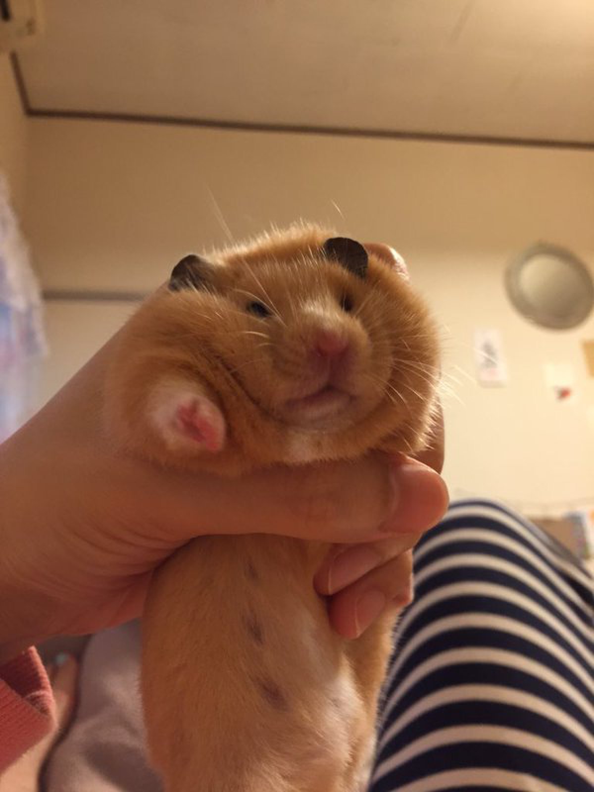 El torneo del hámster más adorable en Twitter | Fotogalería ...