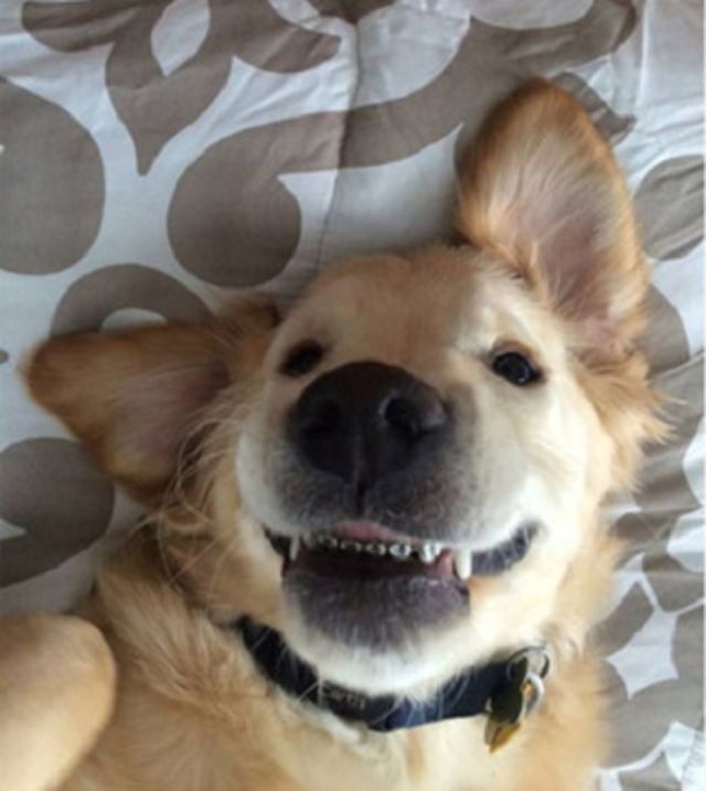 ¿Habías visto un perro con brackets? | Moda y Belleza | LOS40 México