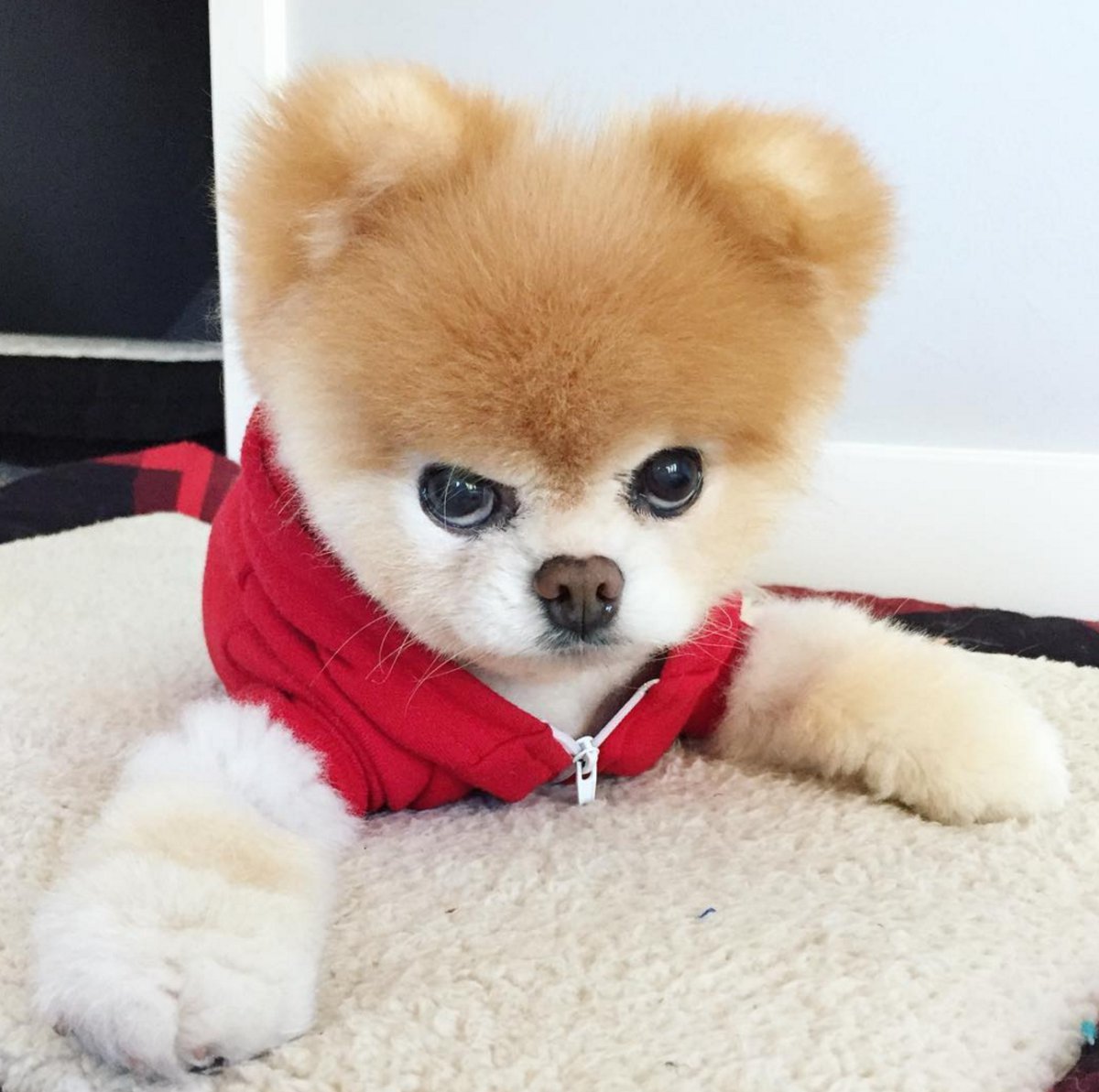 Este perrito tiene más seguidores que tú | Fotogalería | Actualidad ...