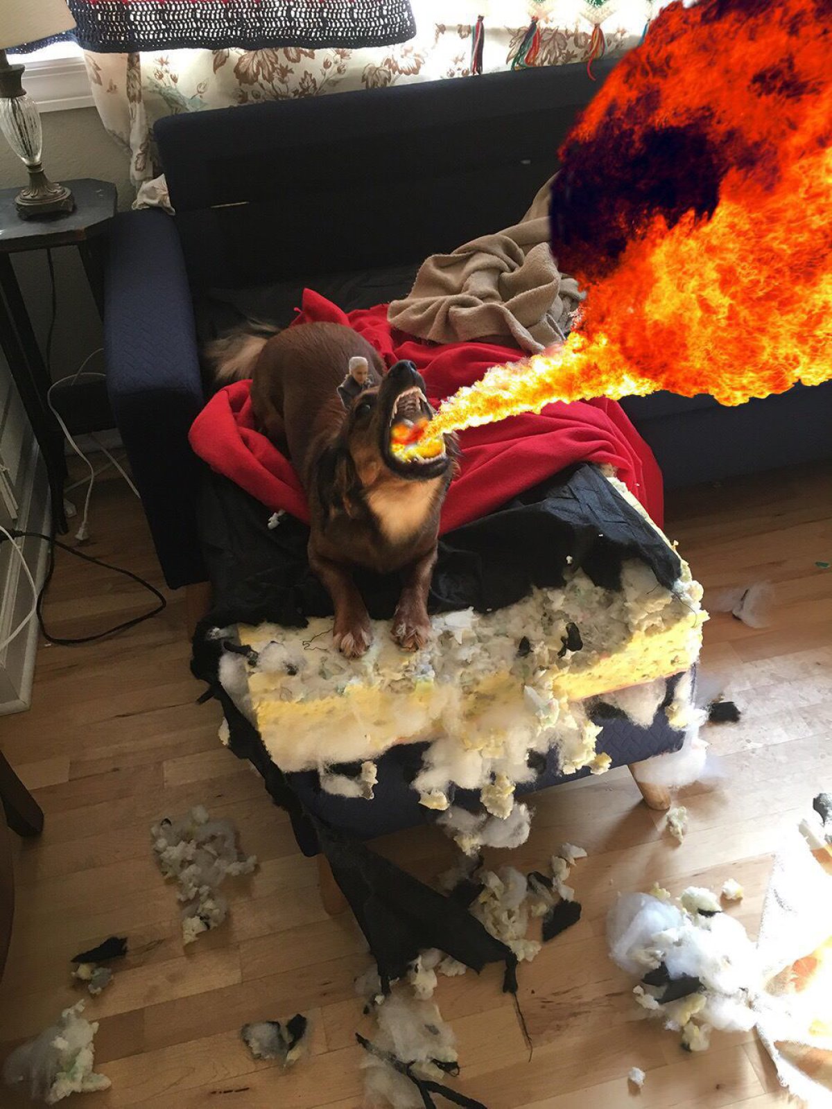 Perro endemoniado se convierte en una divertida batalla del Photoshop ...