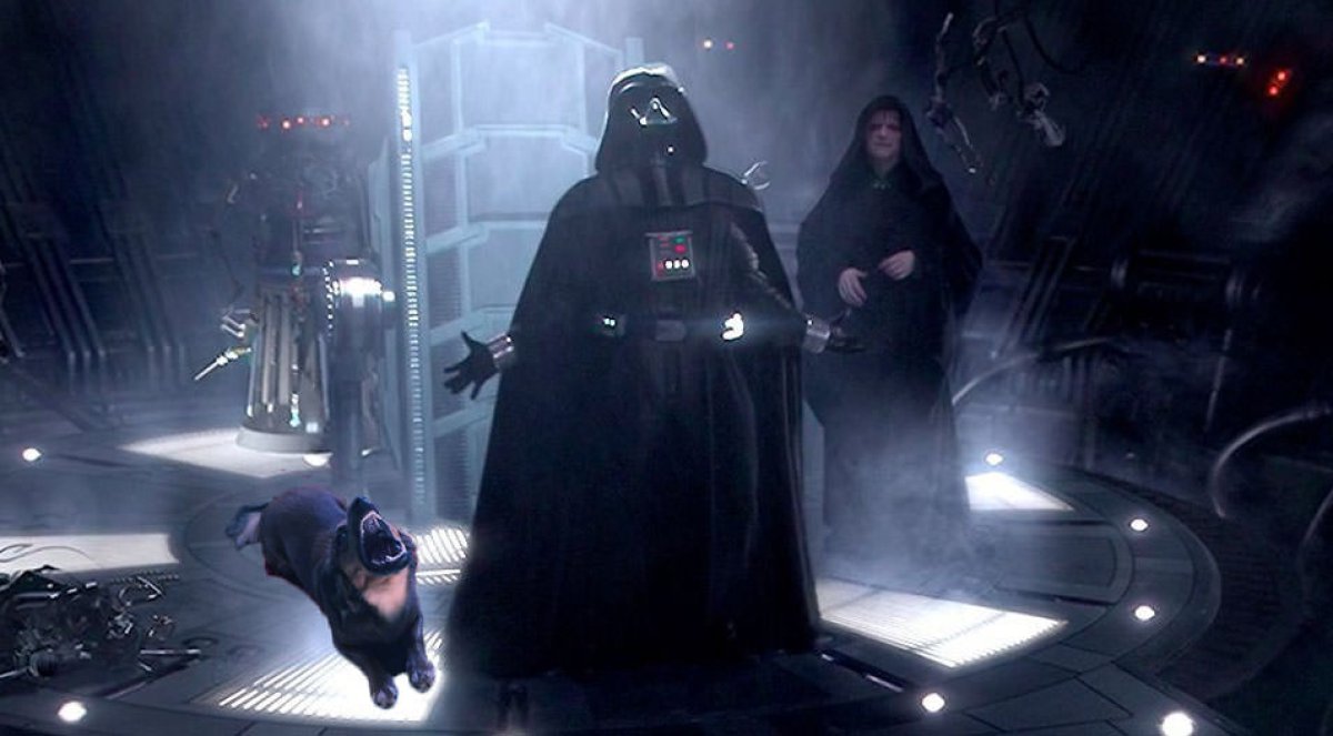 Perro endemoniado se convierte en una divertida batalla del Photoshop ...