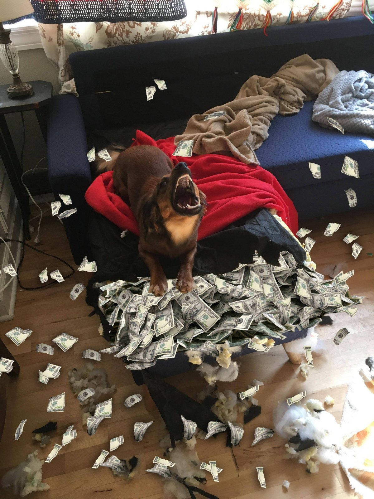 Perro endemoniado se convierte en una divertida batalla del Photoshop ...