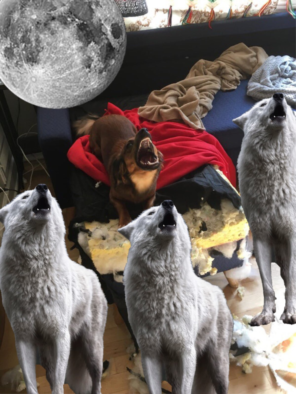 Perro endemoniado se convierte en una divertida batalla del Photoshop ...