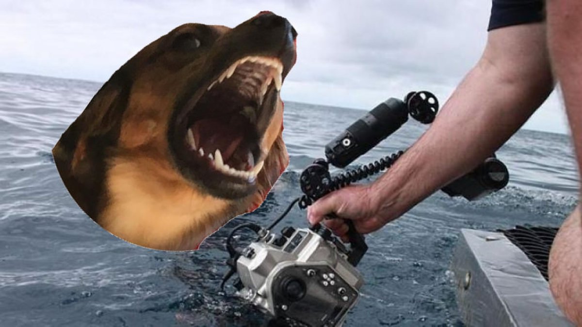Perro endemoniado se convierte en una divertida batalla del Photoshop ...