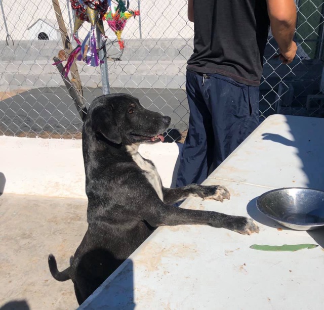 Hicieron una posada para perritos callejeros | Actualidad | LOS40 México