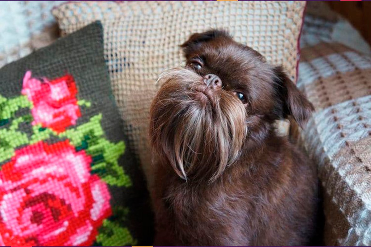 Conoce al perro hipster con barba más genial de Instagram | Fotogalería ...