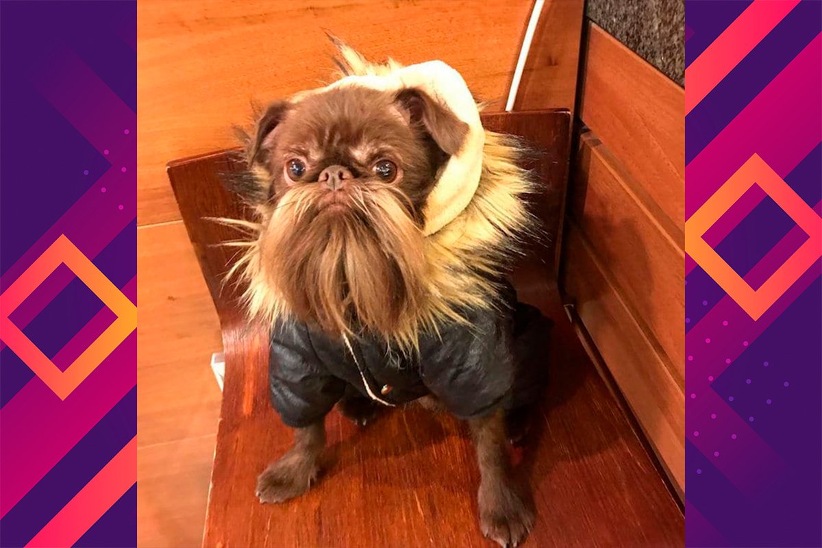 Conoce al perro hipster con barba más genial de Instagram | Fotogalería ...