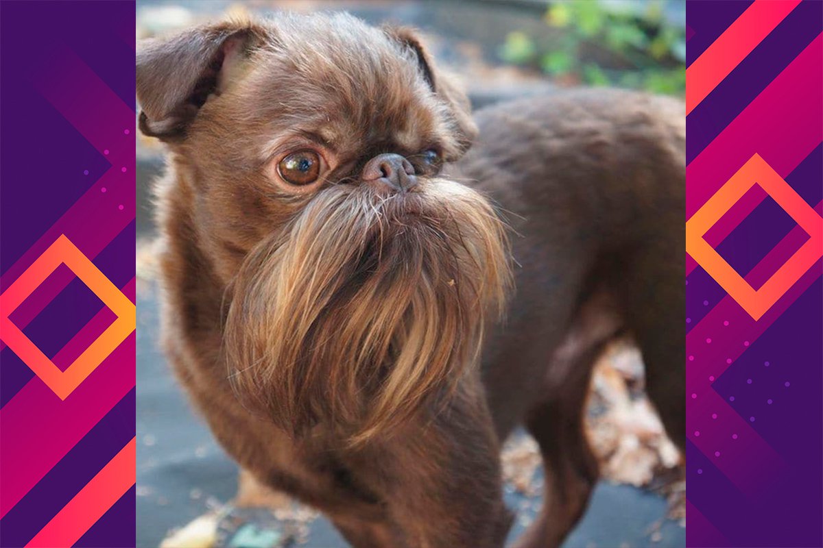 Conoce al perro hipster con barba más genial de Instagram | Fotogalería ...
