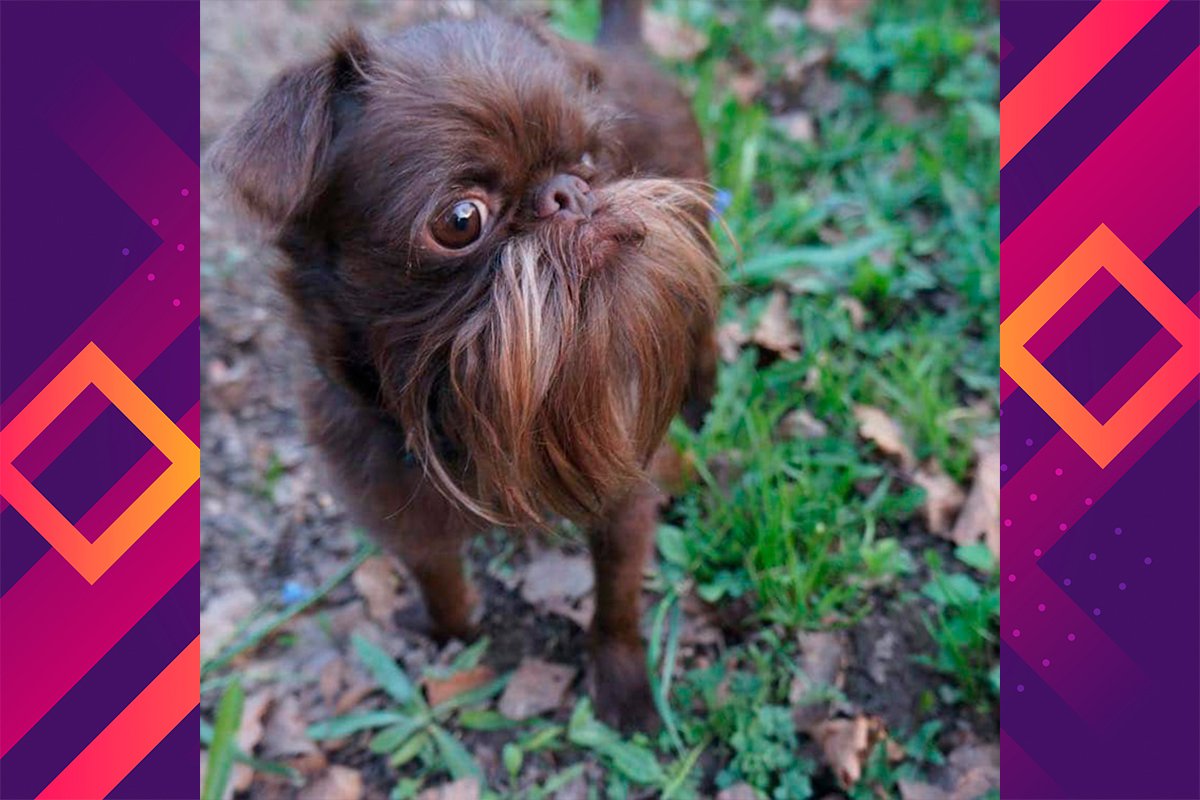 Conoce al perro hipster con barba más genial de Instagram | Fotogalería ...
