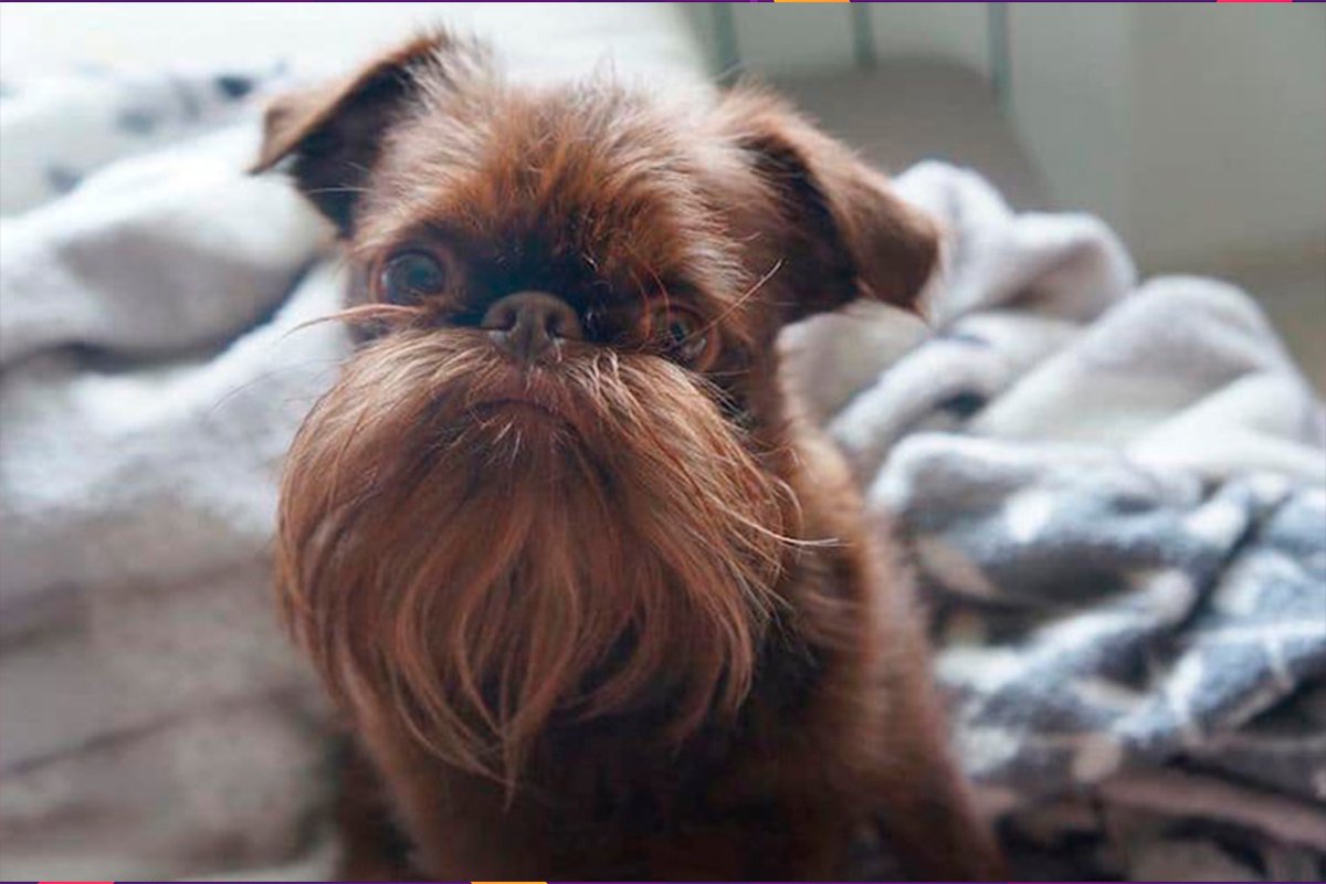 Conoce al perro hipster con barba más genial de Instagram | Fotogalería ...
