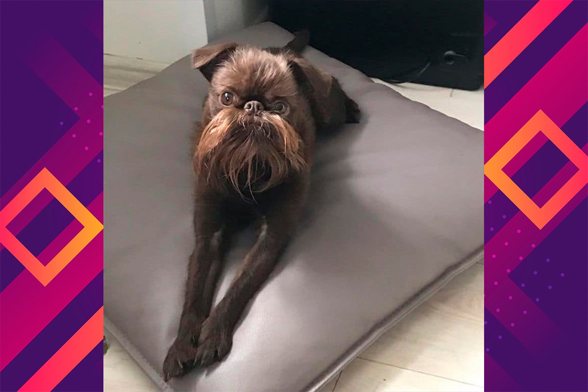 Conoce al perro hipster con barba más genial de Instagram | Fotogalería ...