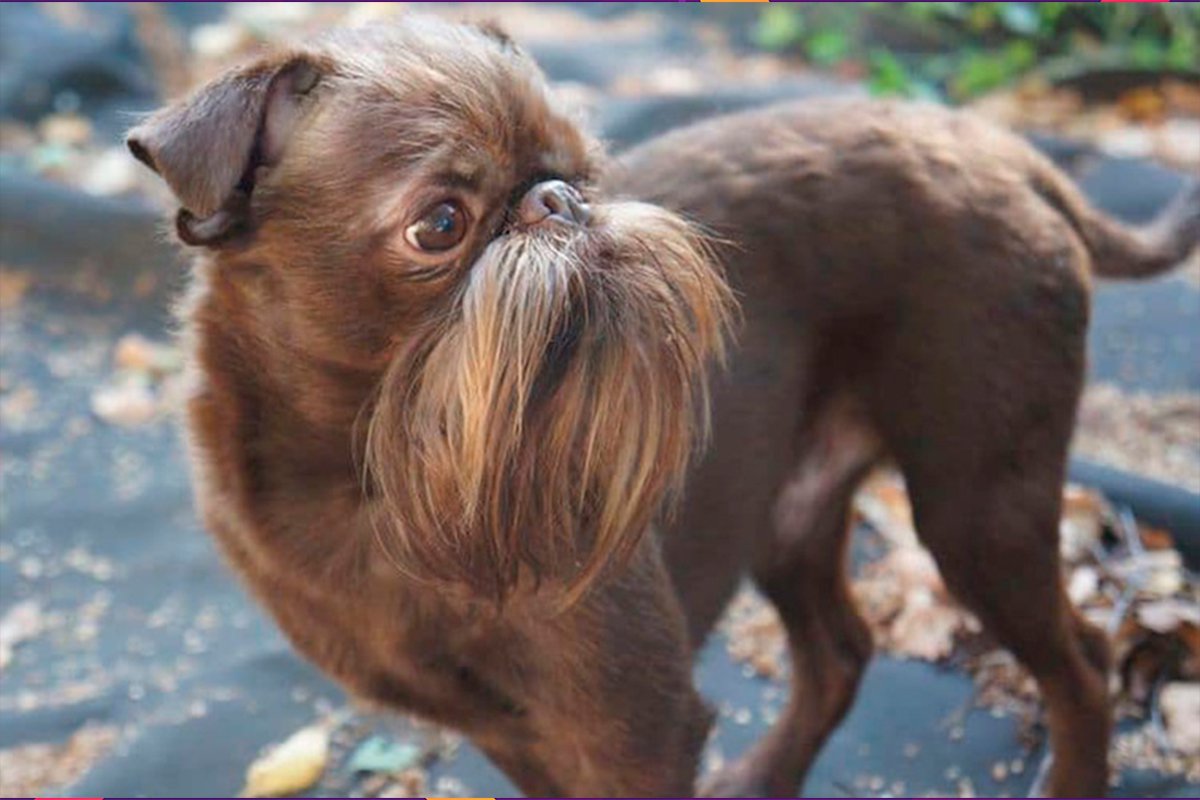 Conoce al perro hipster con barba más genial de Instagram | Fotogalería ...