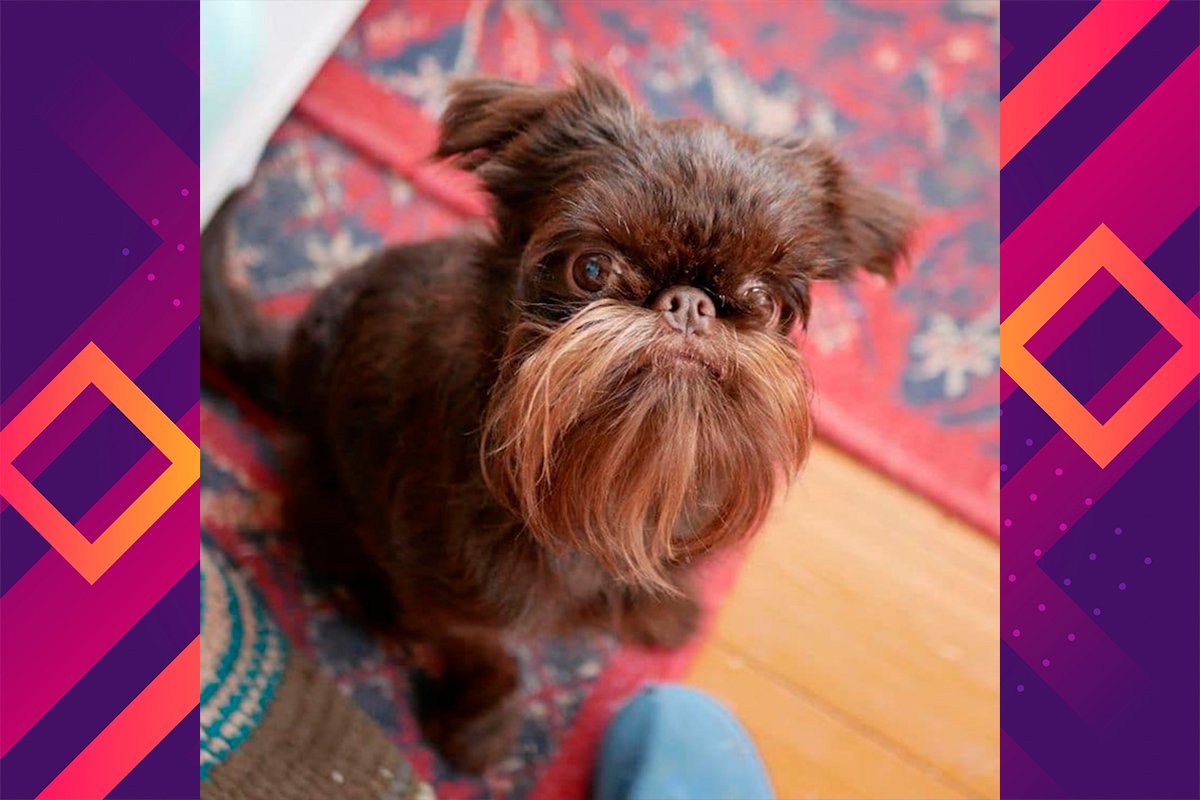 Conoce al perro hipster con barba más genial de Instagram | Fotogalería ...