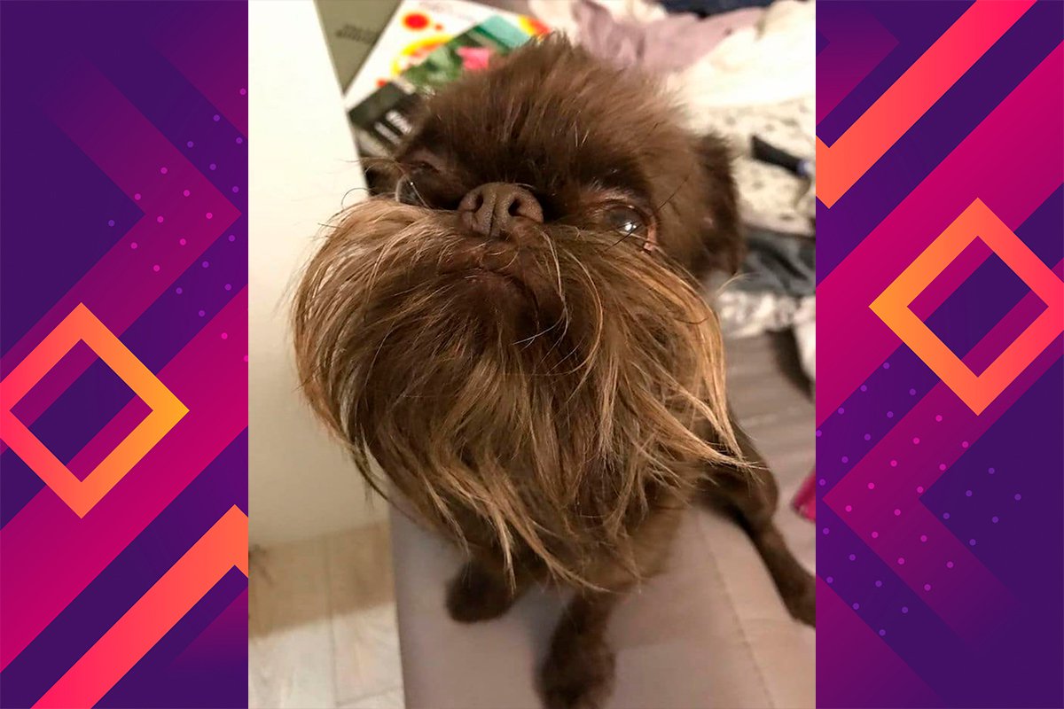 Conoce al perro hipster con barba más genial de Instagram | Fotogalería ...