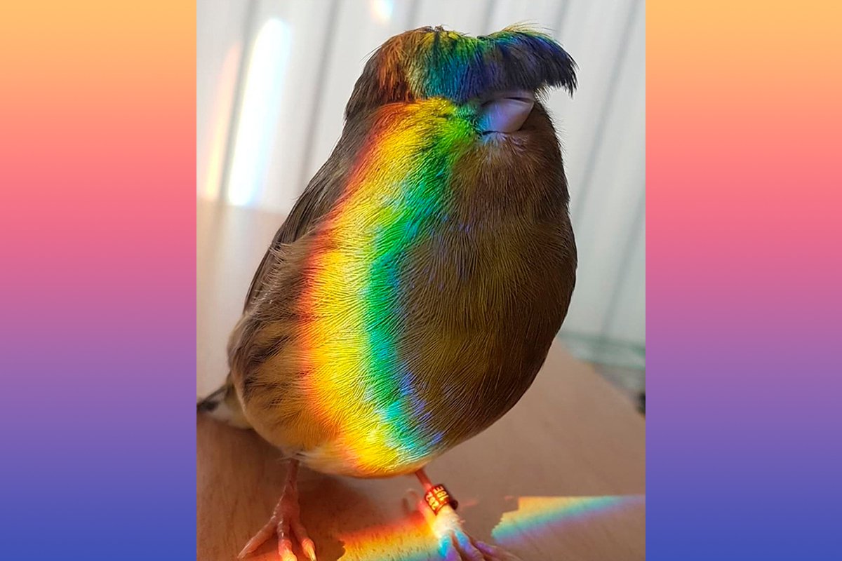 Conoce a Barry, el canario que tiene un corte de honguito | Fotogalería ...