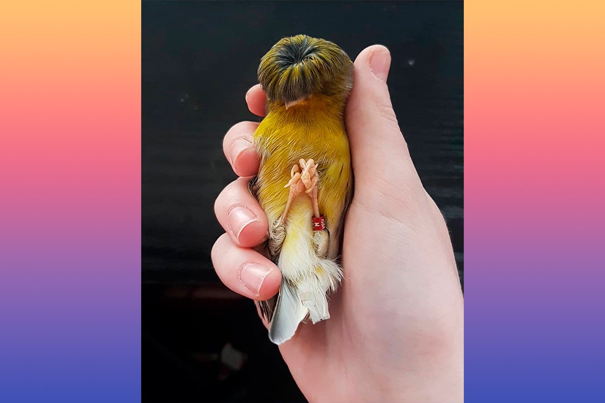 Conoce a Barry, el canario que tiene un corte de honguito | Fotogalería ...