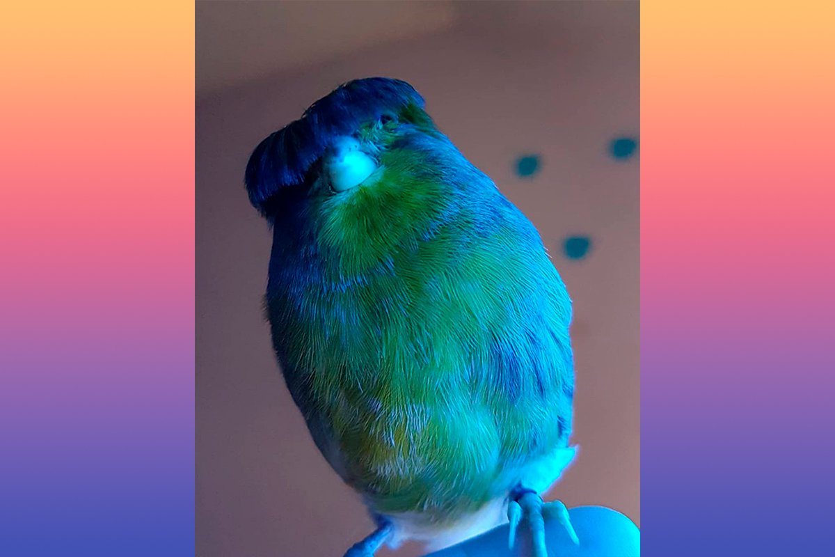 Conoce a Barry, el canario que tiene un corte de honguito | Fotogalería ...