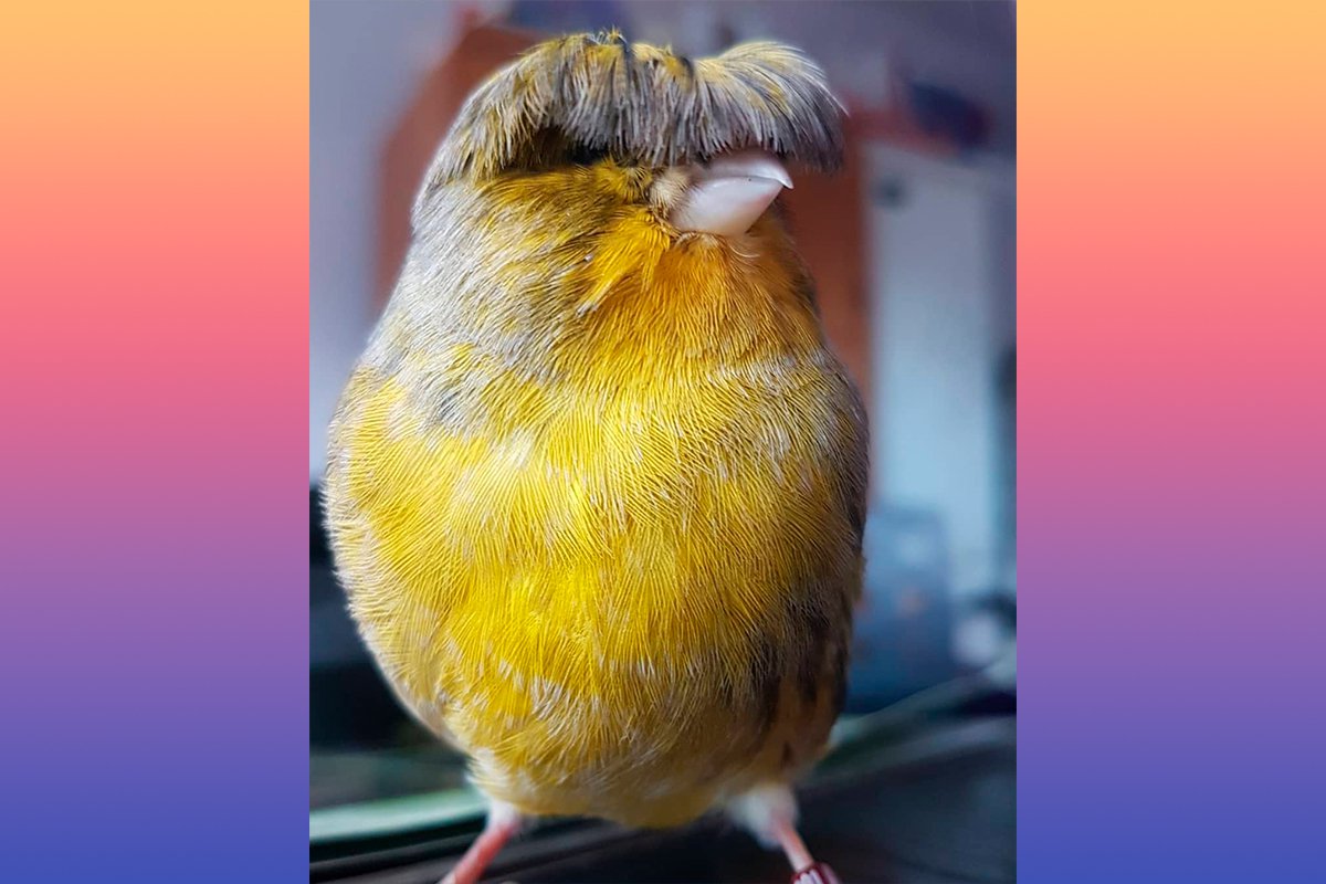Conoce a Barry, el canario que tiene un corte de honguito | Fotogalería ...