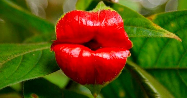 Esta flor tiene los labios más bonitos de la naturaleza | Actualidad ...