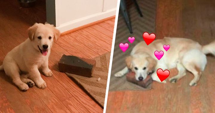 Perrito adoptado se hace mejor amigo de un ladrillo; son inseparables ...