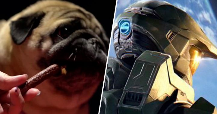 Un perrito pug es el encargado de dar la voz a personajes de Halo ...