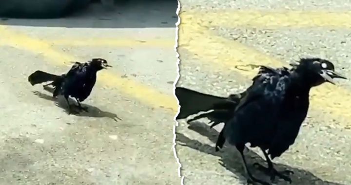 Pájaro zombie se hace viral por su terrorífico aspecto | Actualidad ...