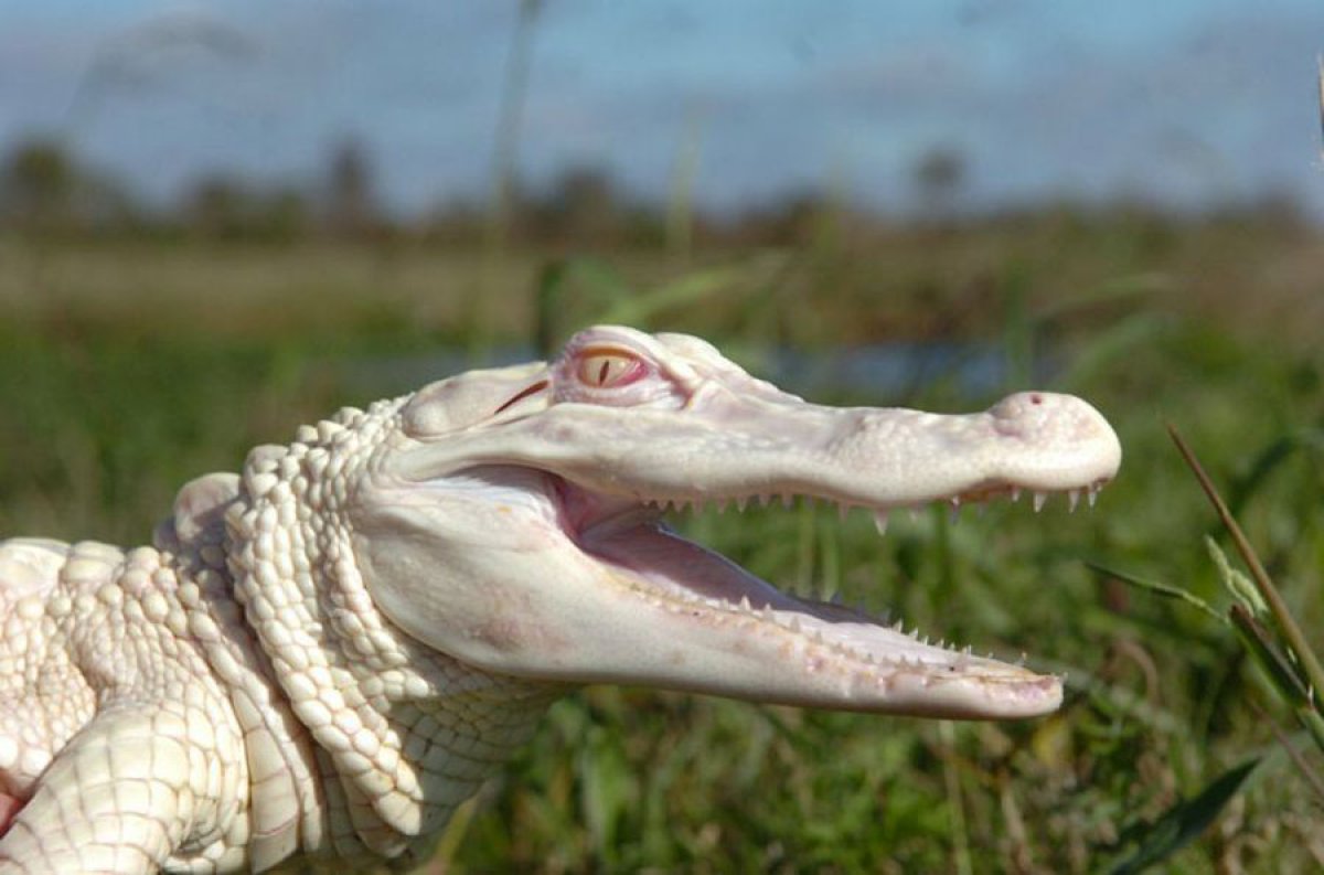 Fotos que demuestran la belleza de los animales albinos | Fotogalería ...