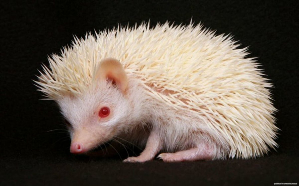 Fotos que demuestran la belleza de los animales albinos | Fotogalería ...