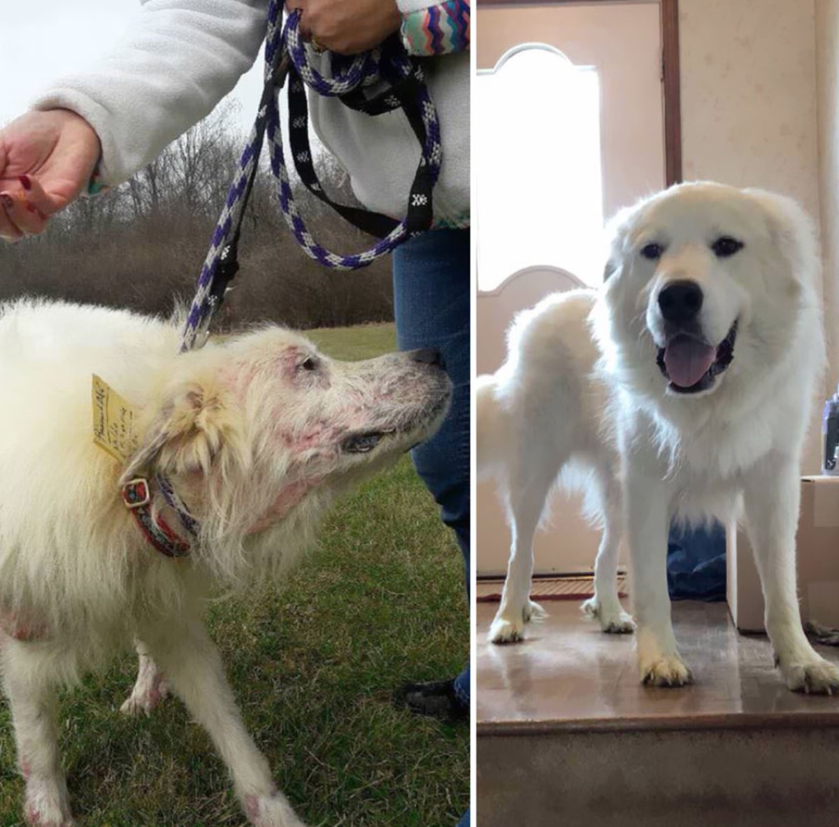 El antes y después de perritos rescatados | Fotogalería | Tendencias ...