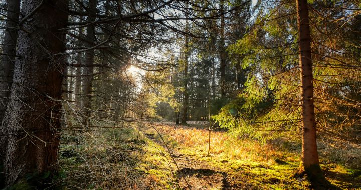 Bosques en la Ciudad de México: Reservas ecológicas y bosques para ir a ...