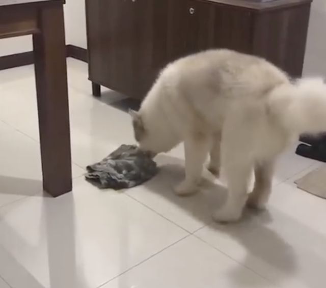 Perro se hace hace pipí en la sala y agarra un trapo para secar el piso ...