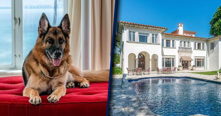 Gunther VI: Conoce a Gunther VI, el perro más rico del mundo que vende ...