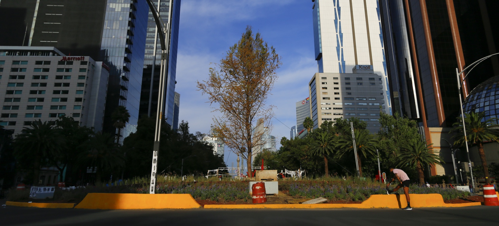 Ahuehuete: ¡Ya tiene estrés! El ahuehuete de Reforma ya sufre los ...