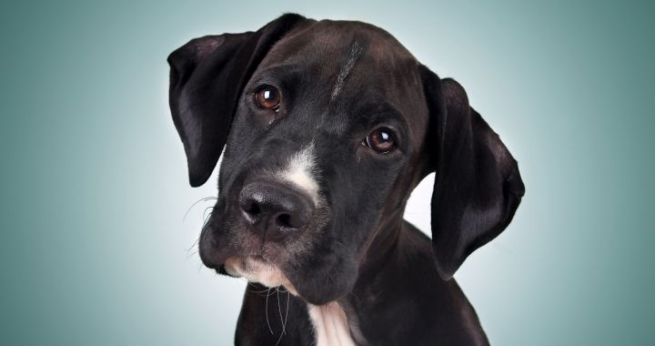 La reacción de esta perrita al saber que es adoptada se vuelve viral ...