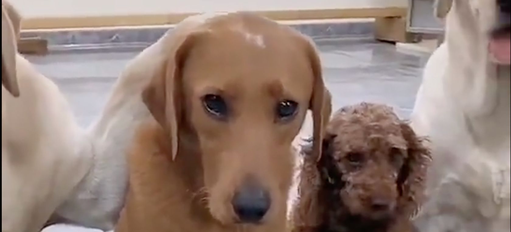 Video viral perros: Perritos acusan a su amigo por ser el culpable de ...