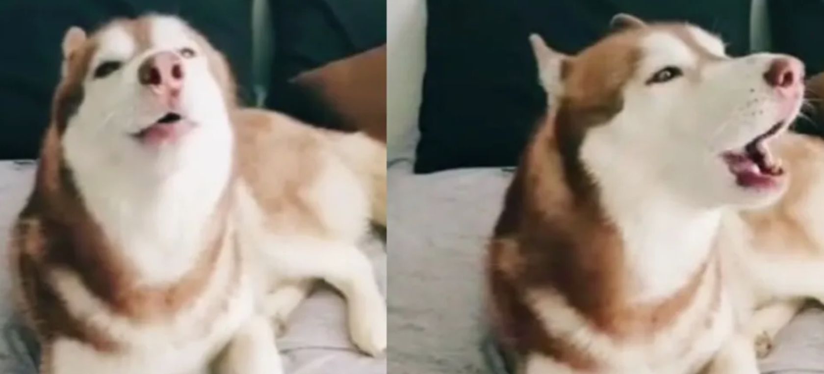 Video viral perro: Perrito husky se hace viral por imitar el sonido de ...