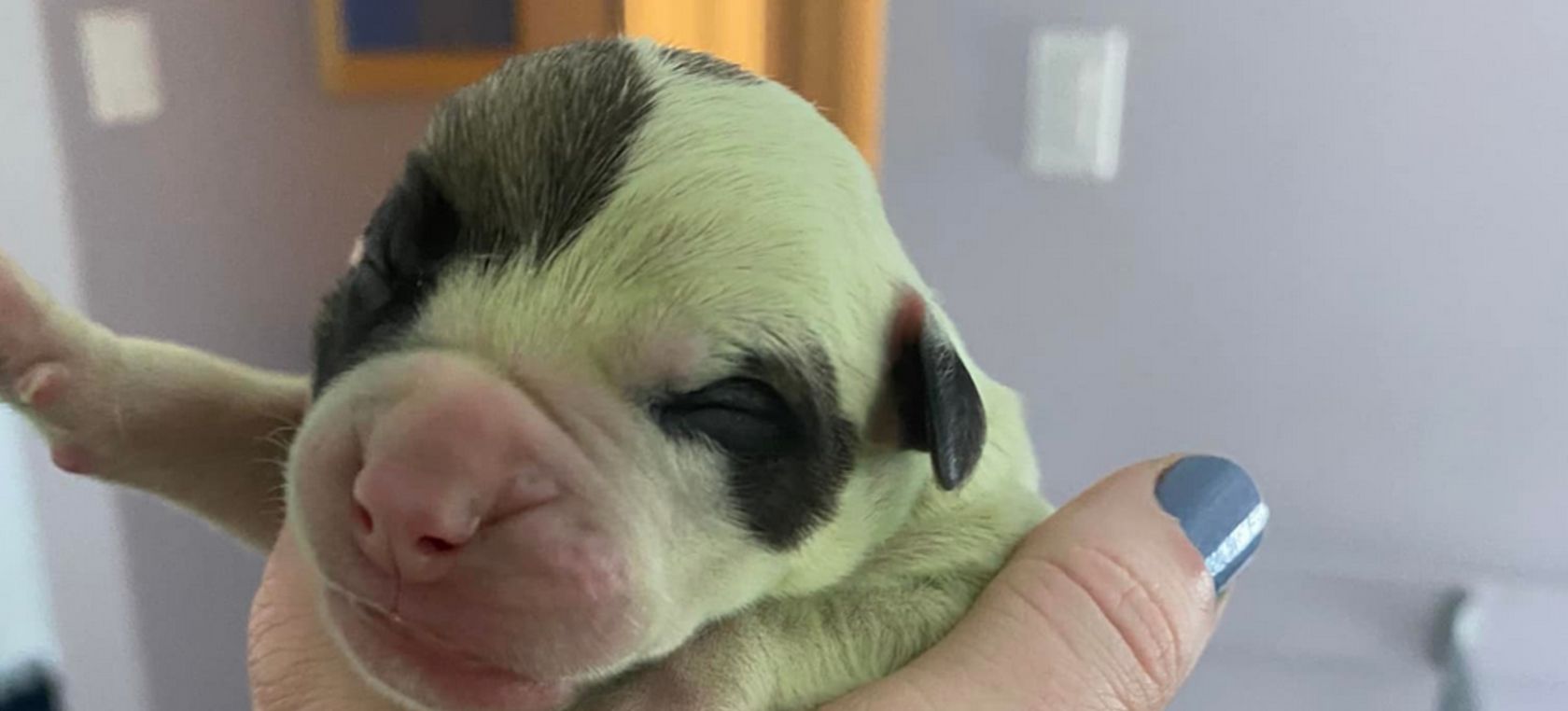 Perro verde: "Fiona", la perrita que nació de color verde en Estados ...