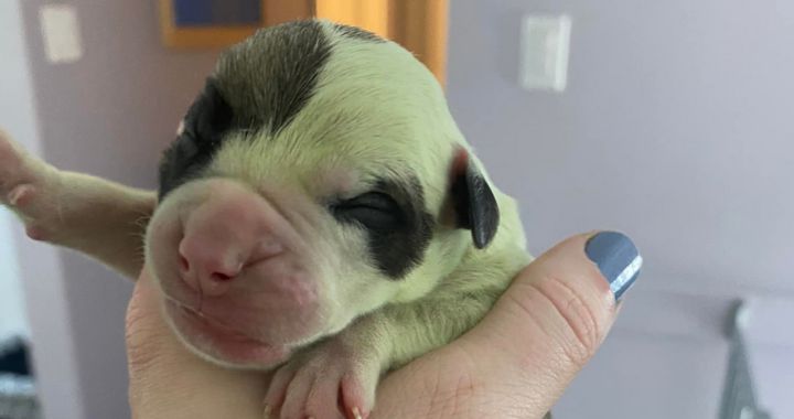 Perro verde: "Fiona", la perrita que nació de color verde en Estados ...