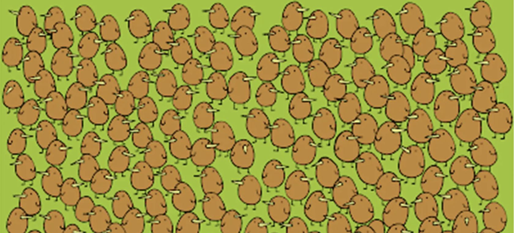 Reto visual: Encuentra los kiwis entre los pájaros | Actualidad | LOS40 ...