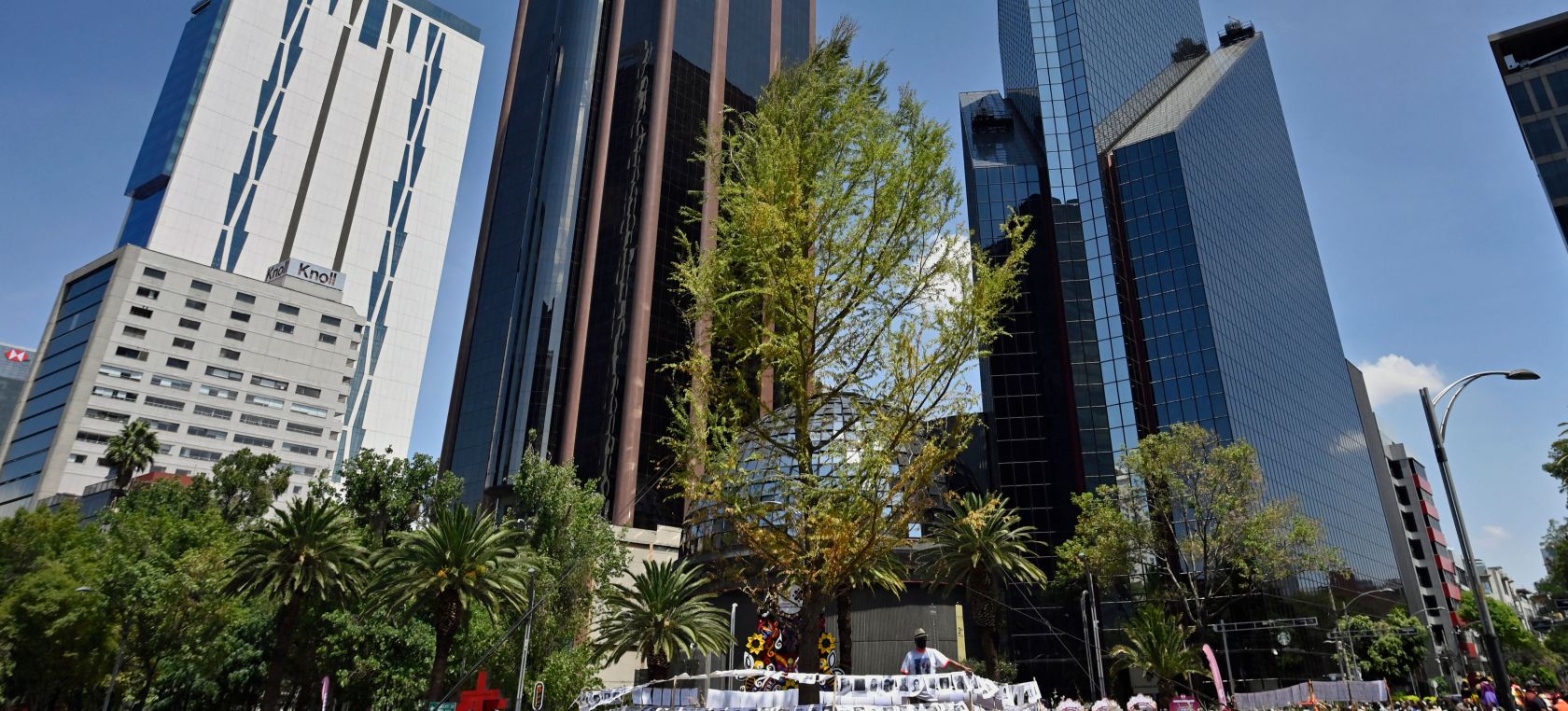 Ahuehuete Reforma: ¡Ahuehuete se va de Reforma! Aseguran que sigue vivo ...