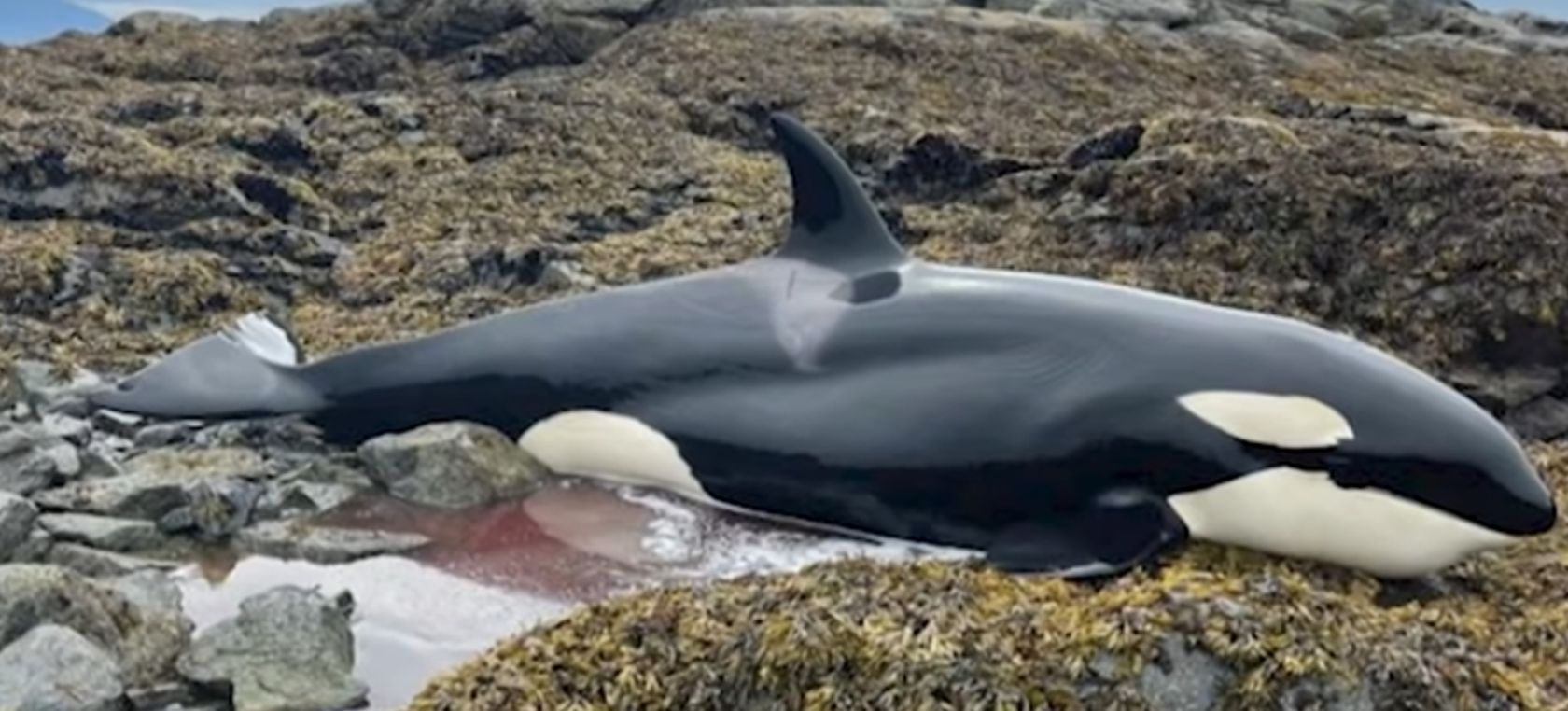 orca varada: Ayudan a una orca a volver al mar tras escucharla llorar ...