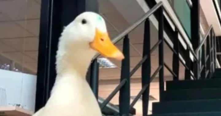 Viral Pato: Viral: Patito escapa de Chapultepec e intenta entrar al ...
