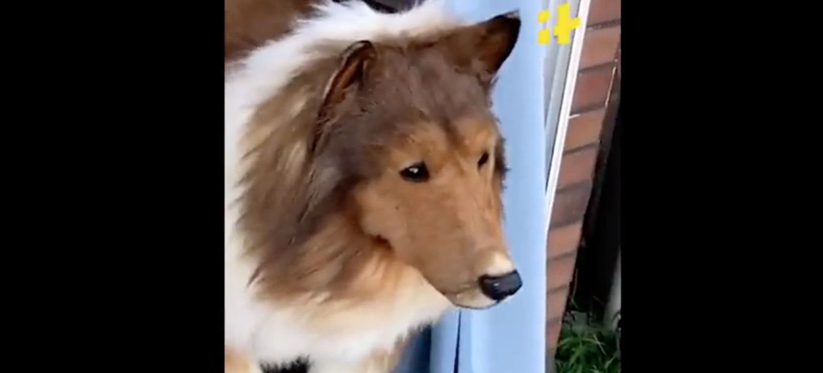 Perro humano: Hombre se transformó en perro real y da su primer paseo ...