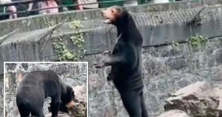 Oso China: Zoológico chino asegura que su oso no es un humano ...